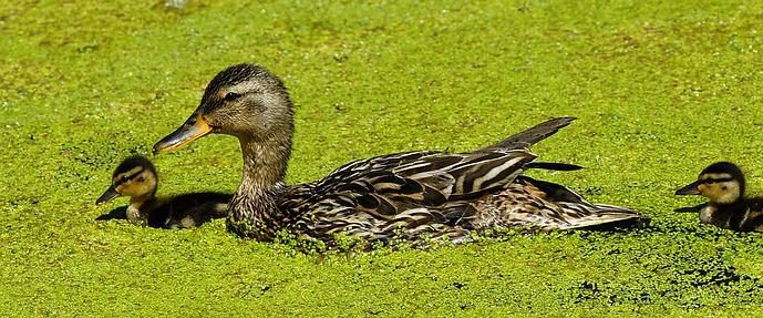 Ente als Haustier halten – Tipps und Hinweise » heimwerk.co